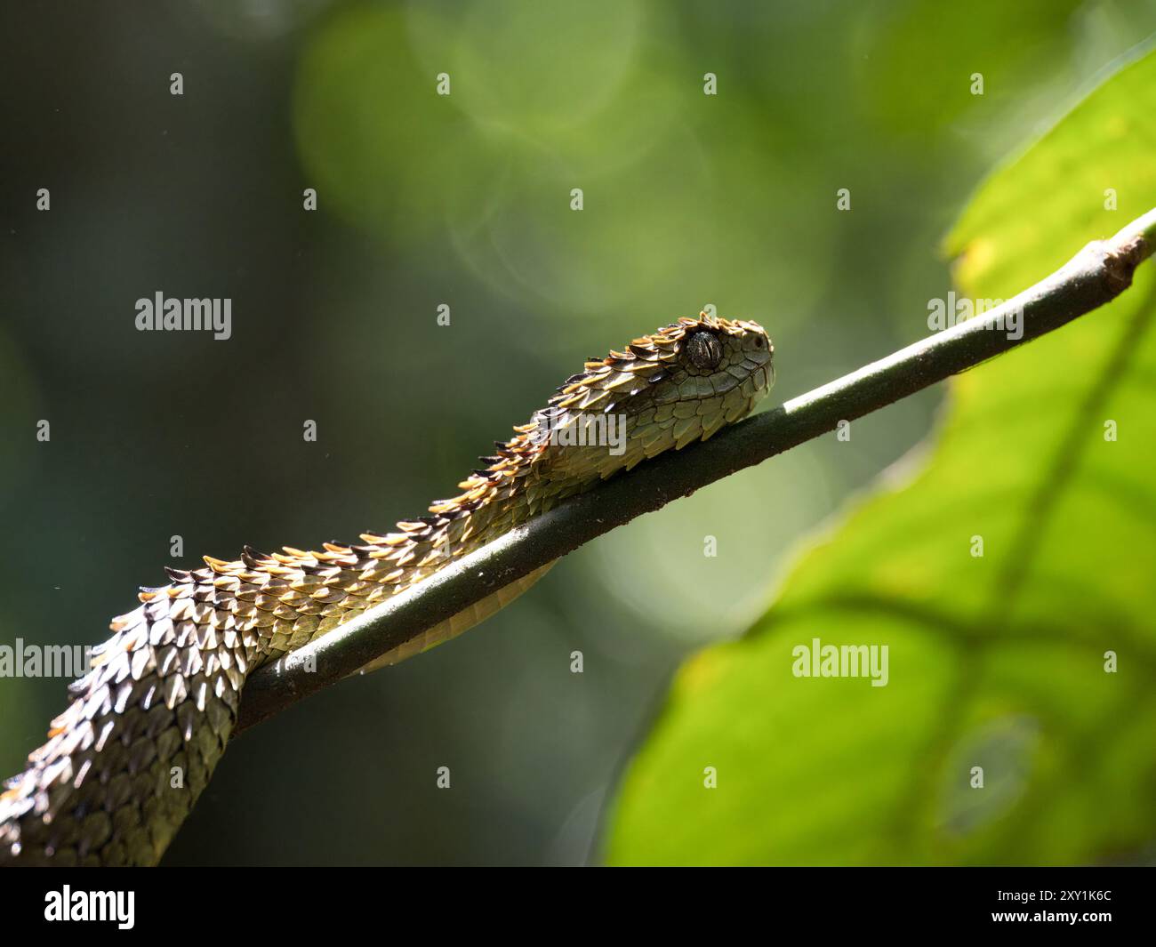 African Hairy Bush Viper Snake (Atheris hispida) on tree branch in ...