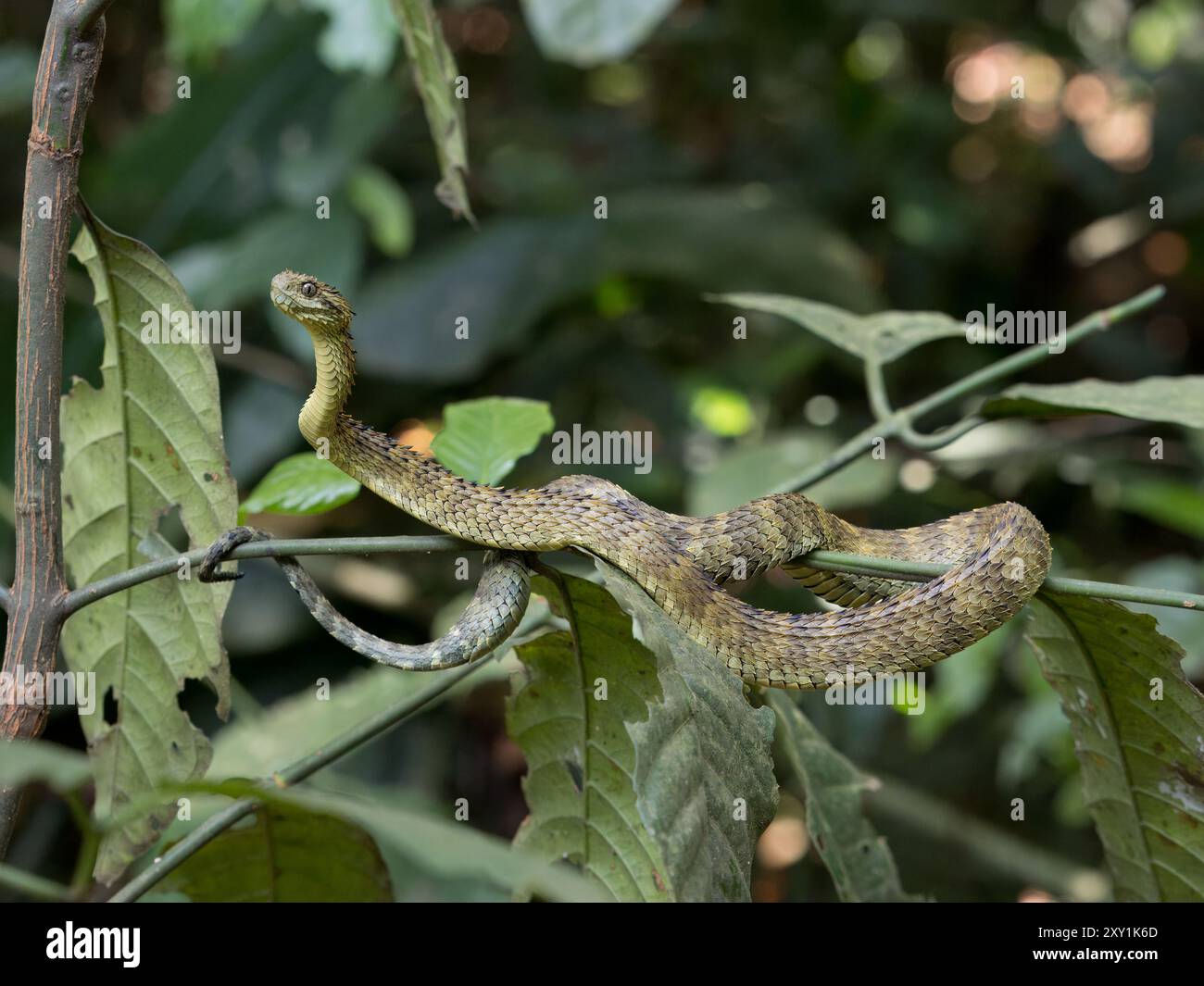 African Hairy Bush Viper Snake (Atheris hispida) on tree branch in ...