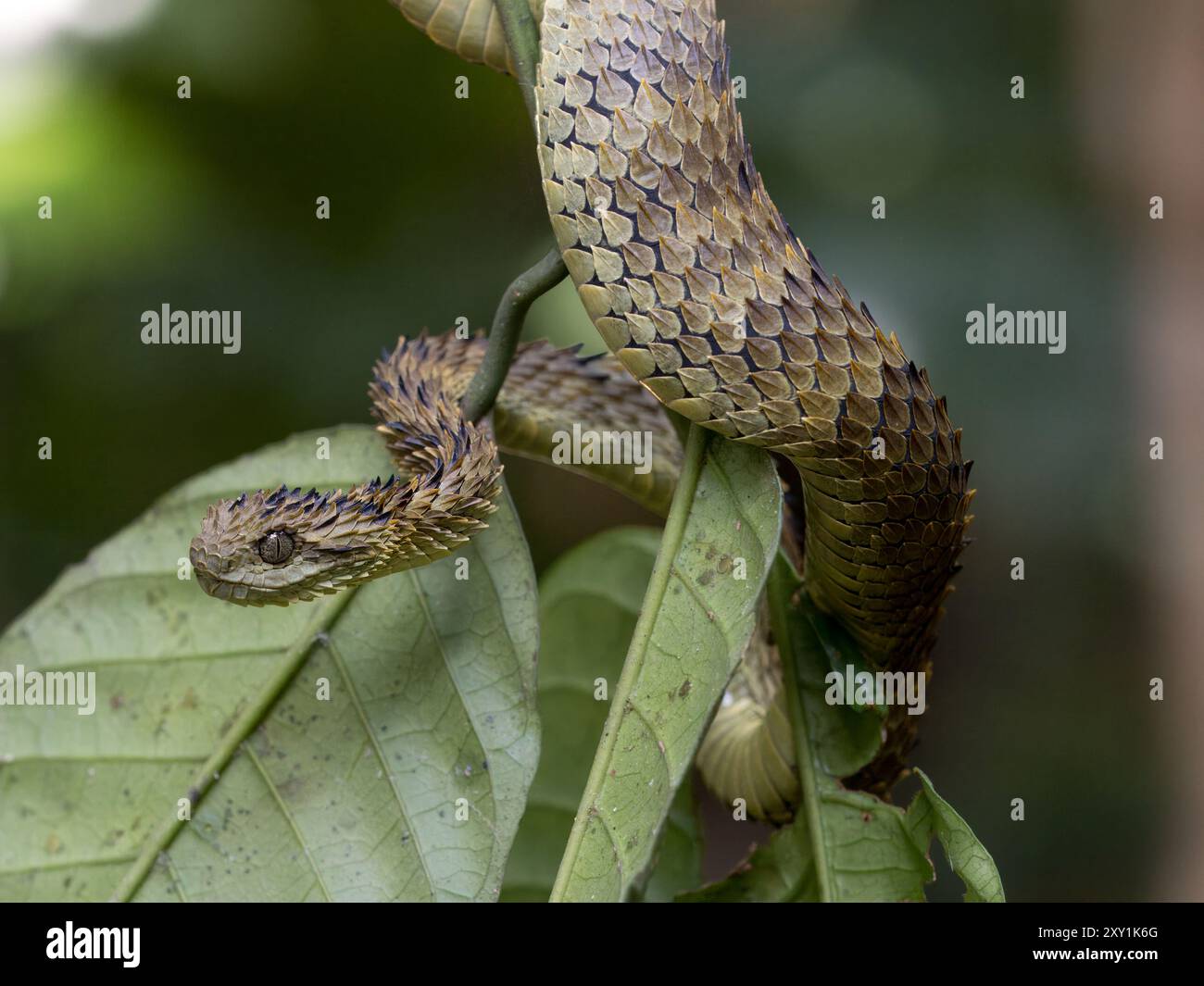 African Hairy Bush Viper Snake (Atheris hispida) on tree branch in ...