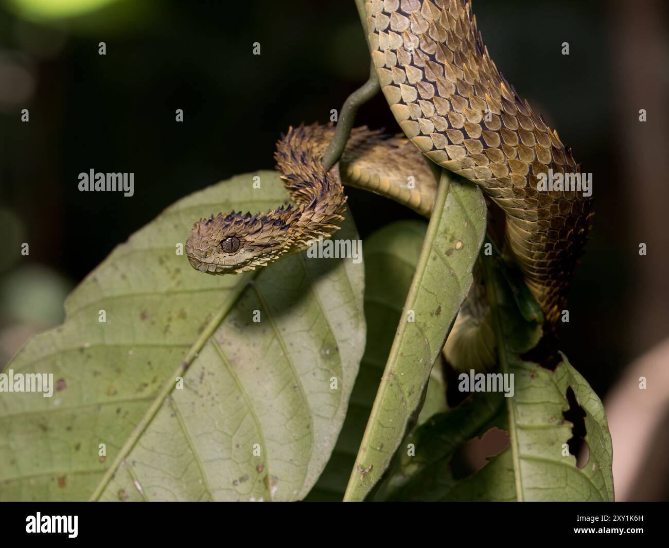 African Hairy Bush Viper Snake (Atheris hispida) on tree branch in ...