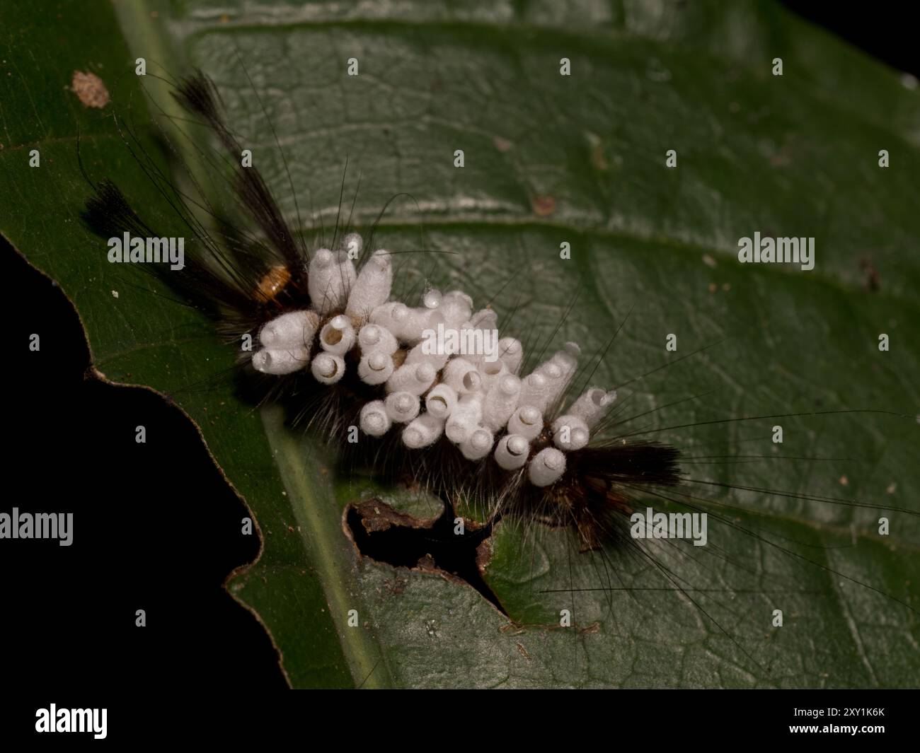 Parasitoid Wasp Pupae on Trabala Caterpillar, Mityana Forest, Uganda ...