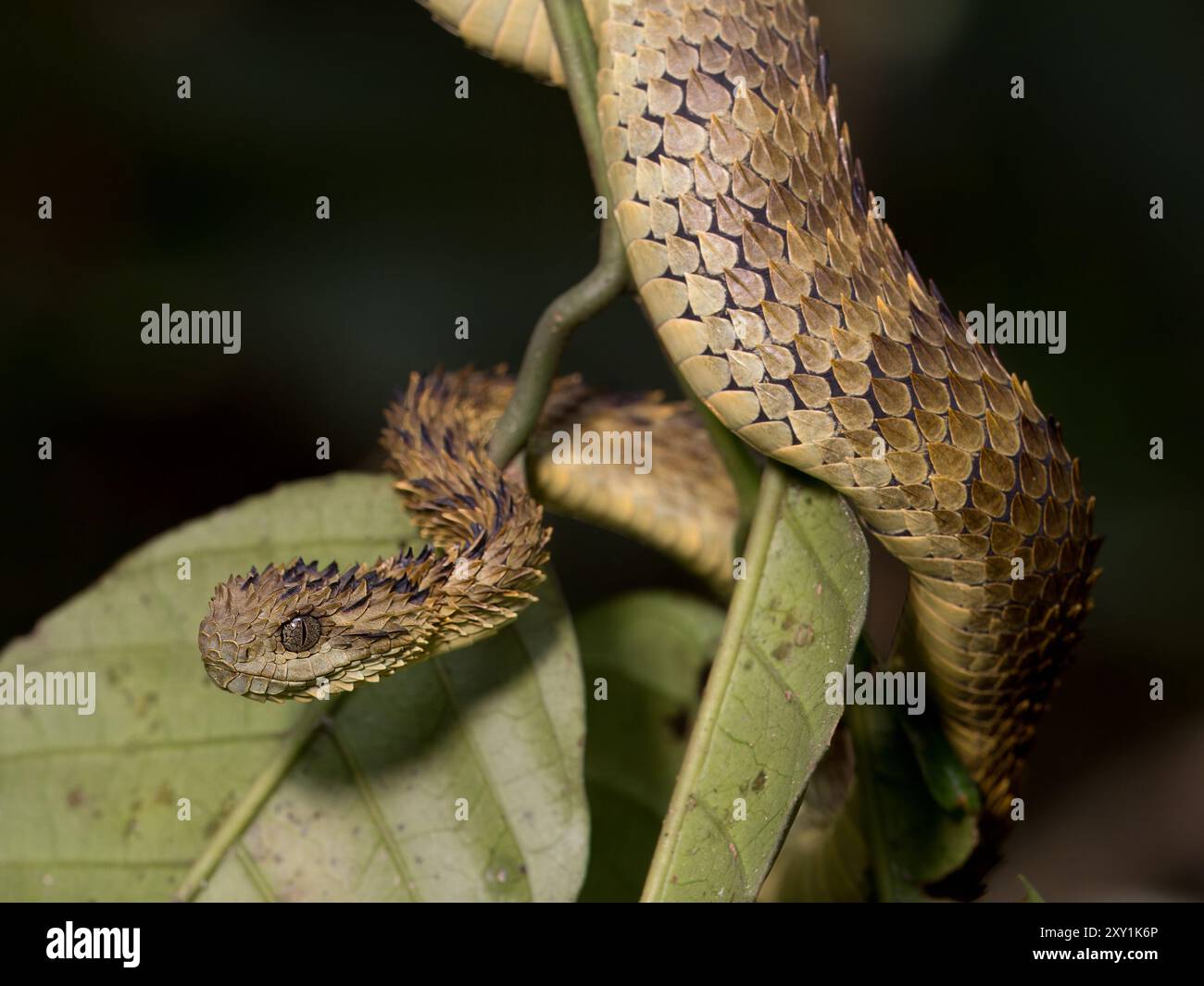 African Hairy Bush Viper Snake (Atheris hispida) on tree branch in ...