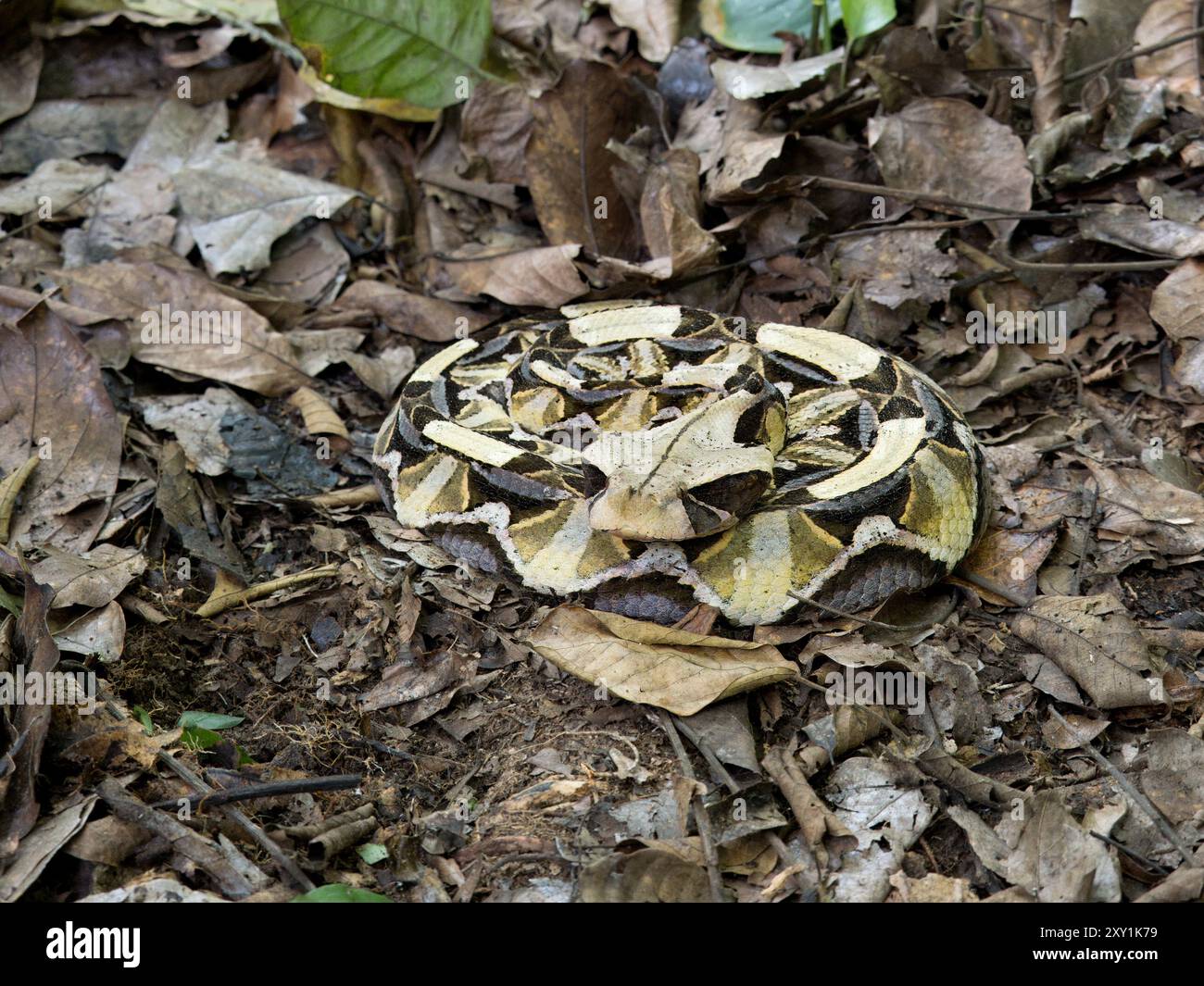 Gaboon Viper Snake (Bitis gabonica) camouflaged on forest floor ...