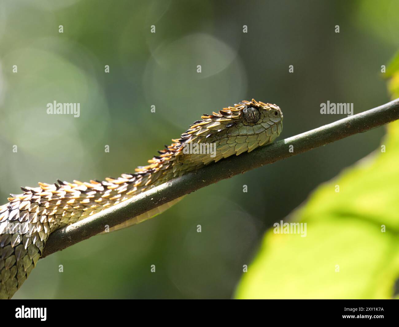 African Hairy Bush Viper Snake (Atheris hispida) on tree branch in ...