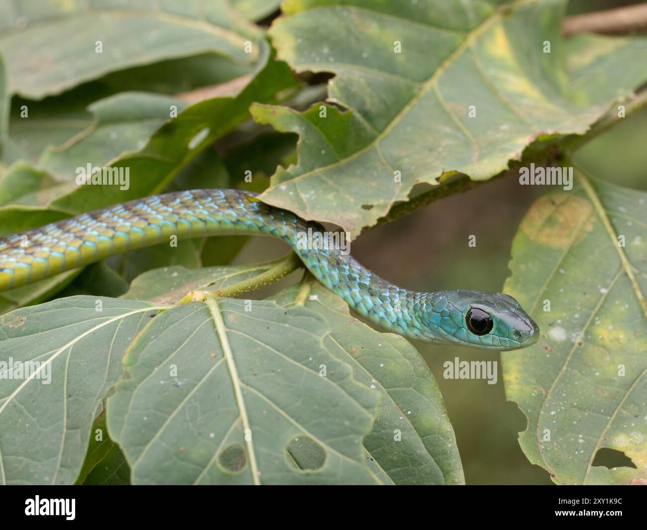 Hughes' Green Snake (Philothamnus hughesi) in tree in Mityana Forest ...