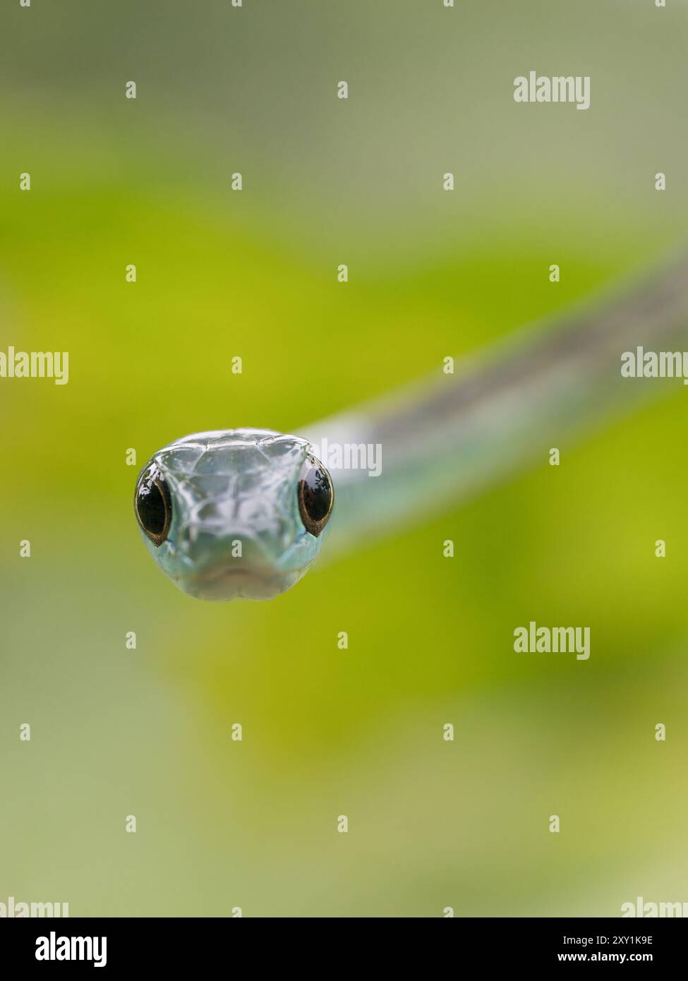 Hughes' Green Snake (Philothamnus hughesi) Mityana Forest, Uganda Stock ...