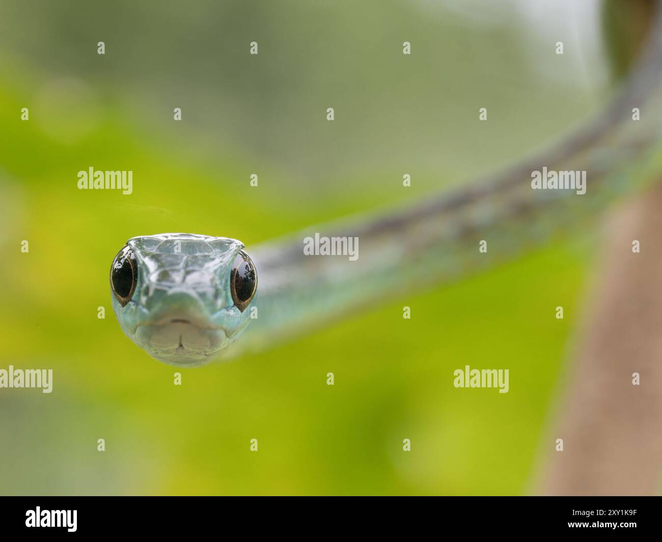 Hughes' Green Snake (Philothamnus hughesi) Mityana Forest, Uganda Stock ...