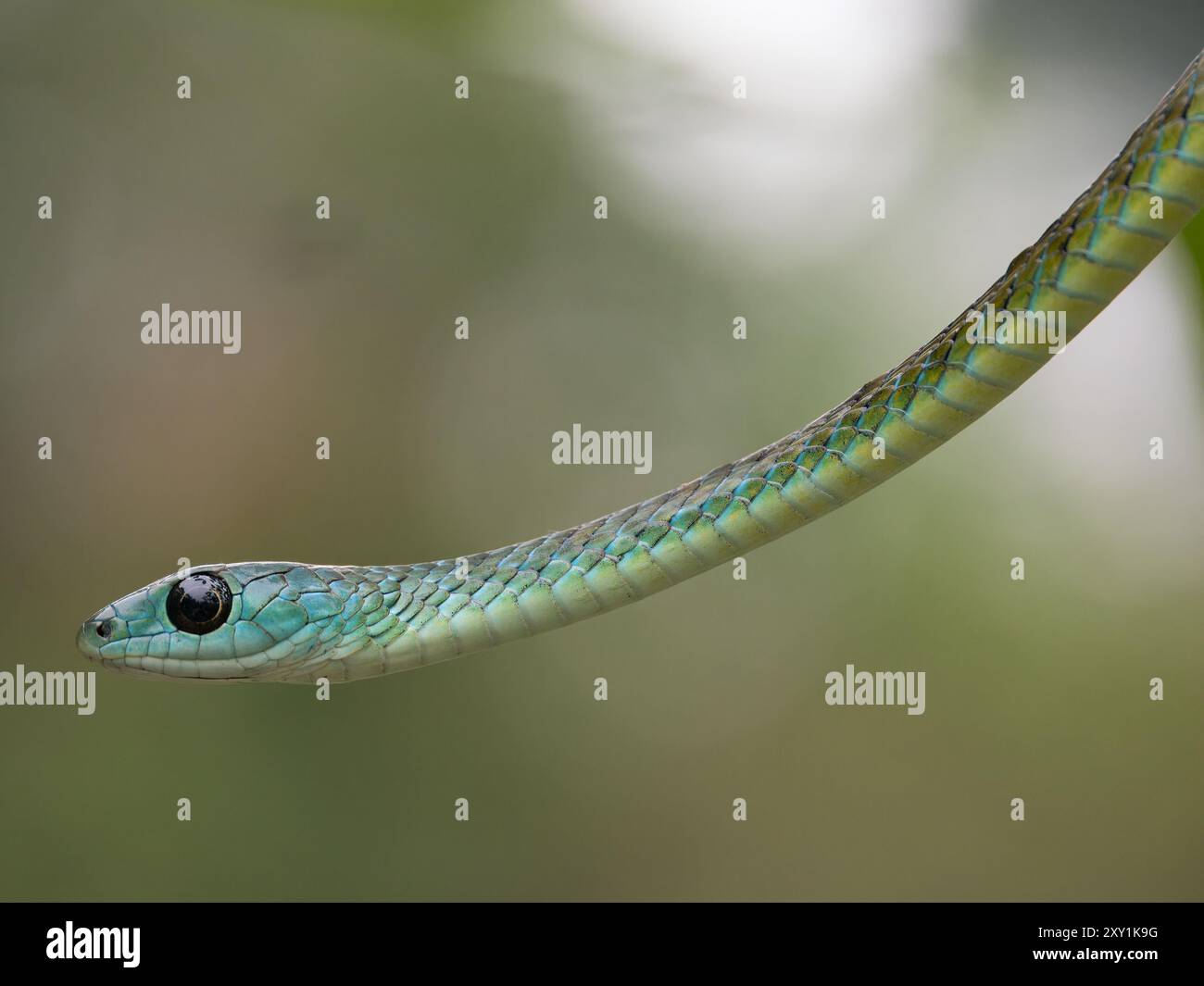 Hughes' Green Snake (Philothamnus hughesi) Mityana Forest, Uganda Stock ...