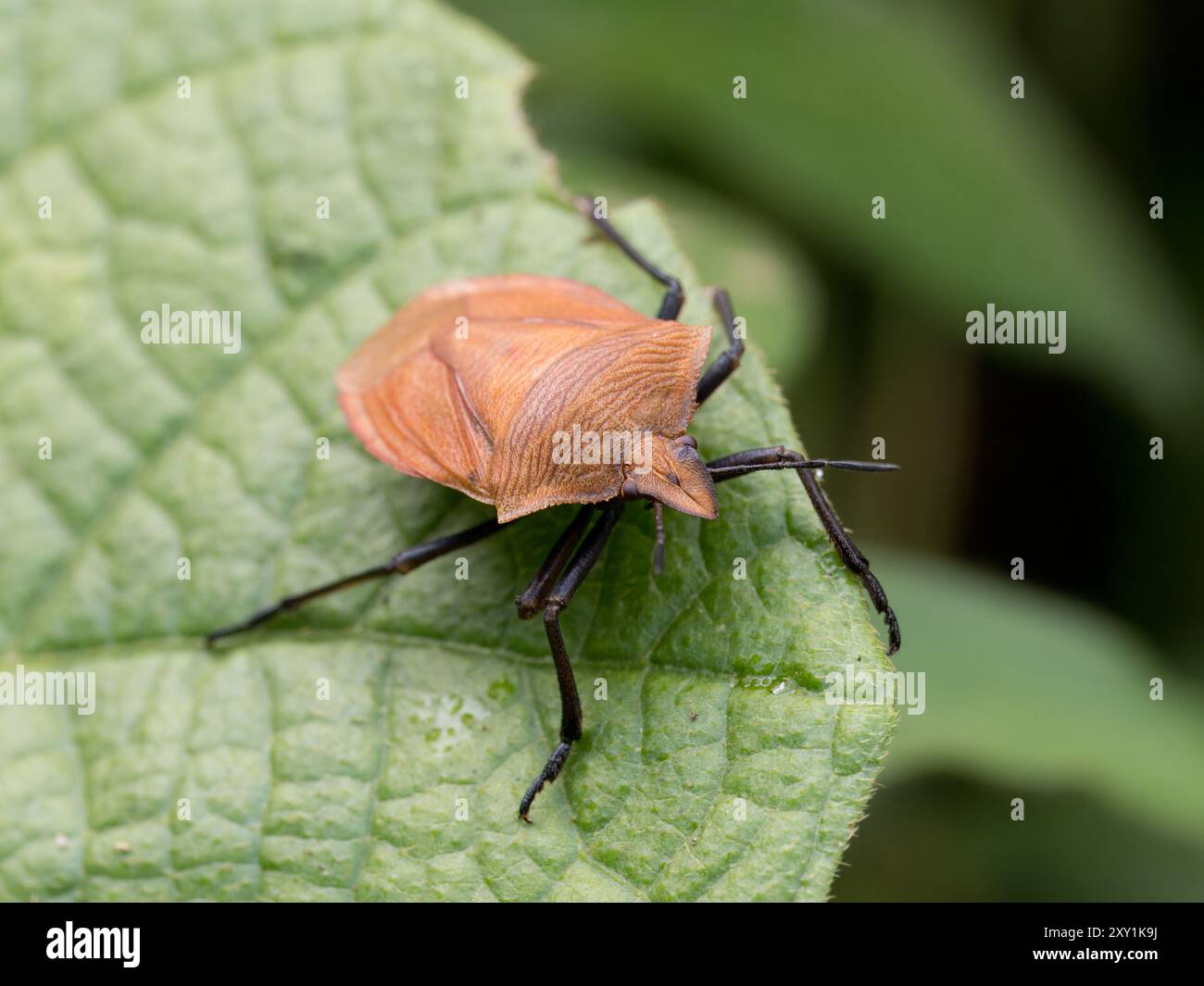 Shield Bug (Pentatomidae euschistus ictericus) Mityana Forest, Uganda ...