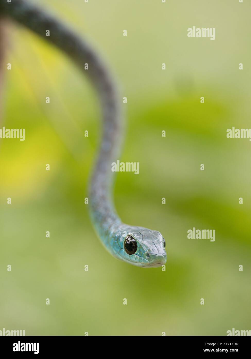 Hughes' Green Snake (Philothamnus hughesi) Mityana Forest, Uganda Stock ...