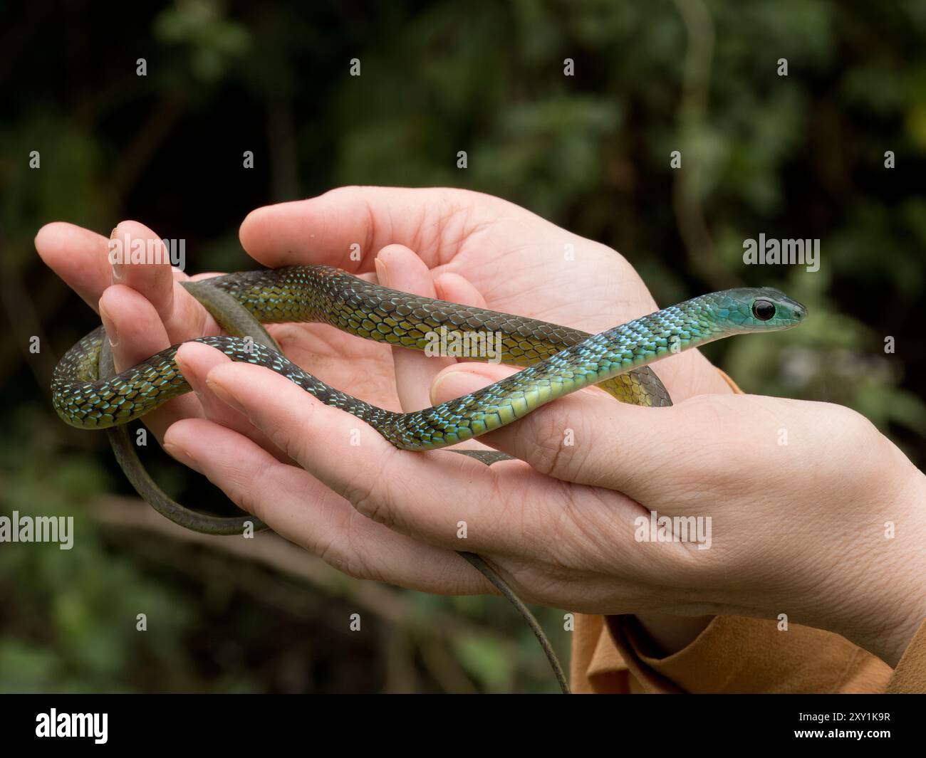 Hughesi hi-res stock photography and images - Alamy
