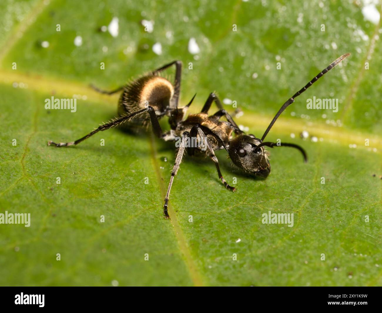 Golden Tailed Spiny Ant (Polyrhachis sp) Mityana Forest, Uganda Stock ...
