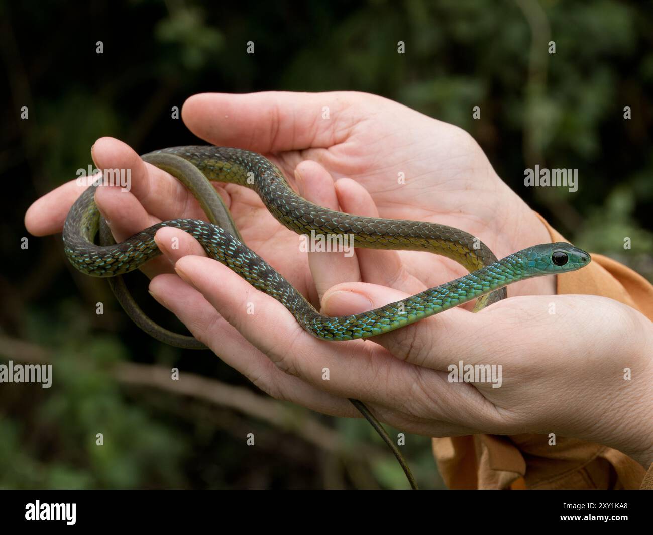 Hughesi hi-res stock photography and images - Alamy