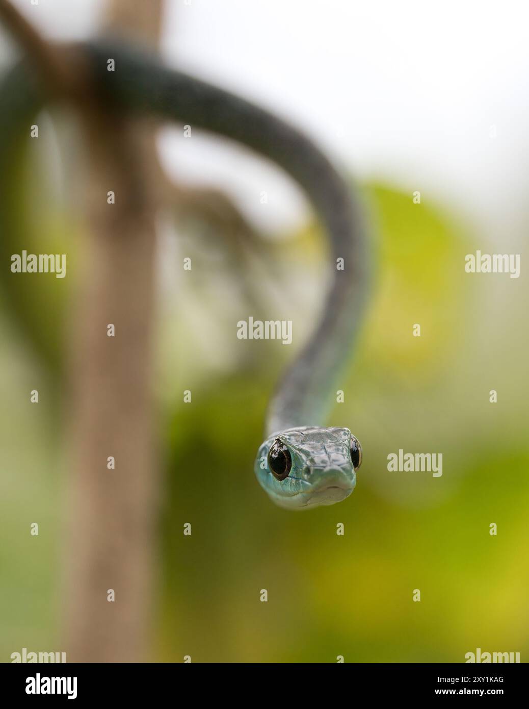 Hughesi hi-res stock photography and images - Alamy