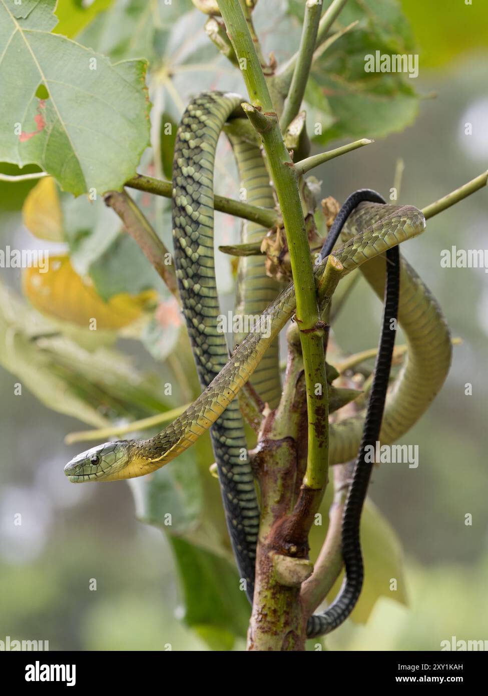 Jameson's Mamba Snake (Dendroaspis jamesoni kaimosae) climbing in tree ...