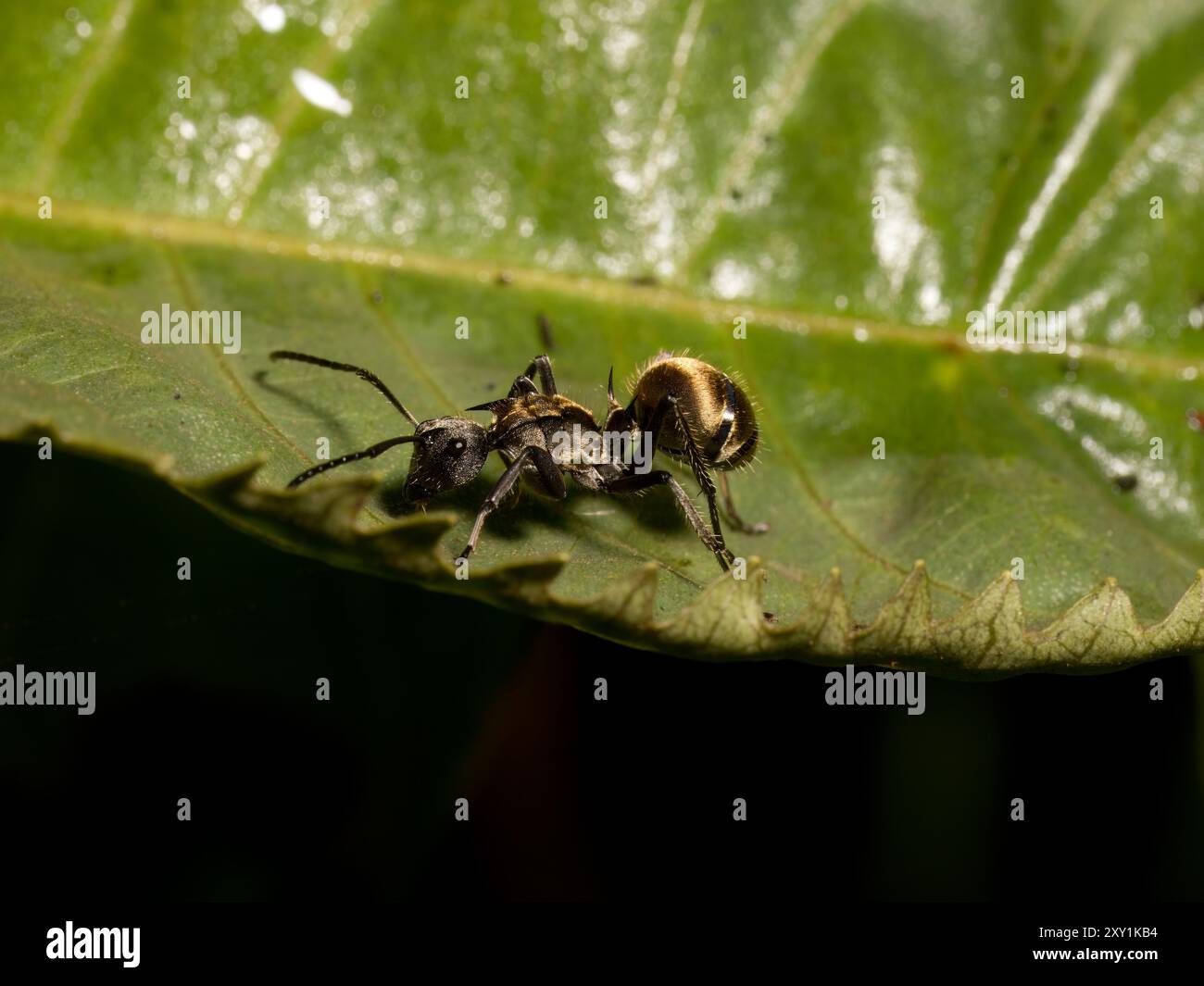 Golden Tailed Spiny Ant (Polyrhachis sp) Mityana Forest, Uganda Stock ...