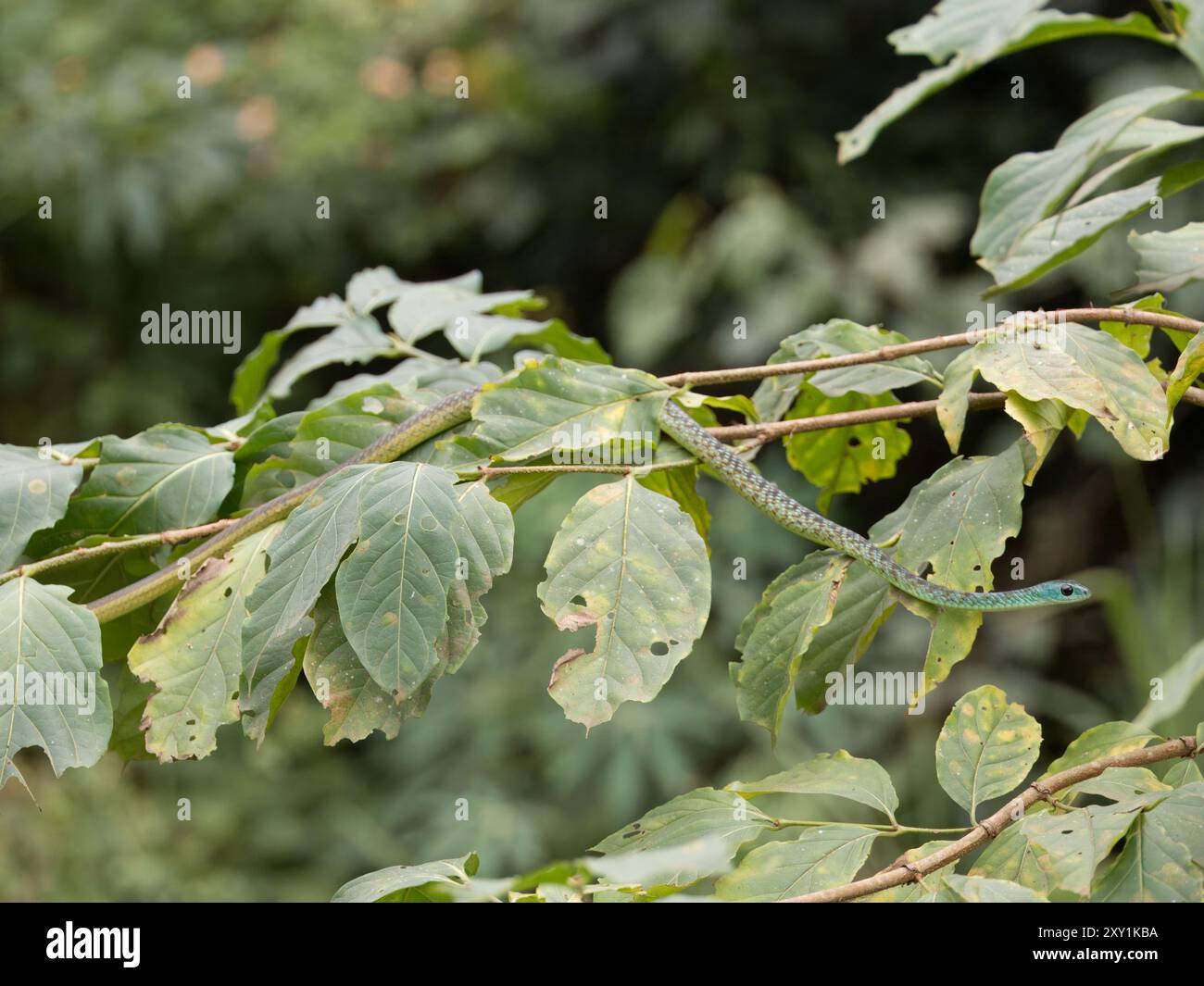 Hughes' Green Snake (Philothamnus hughesi) in tree in Mityana Forest ...