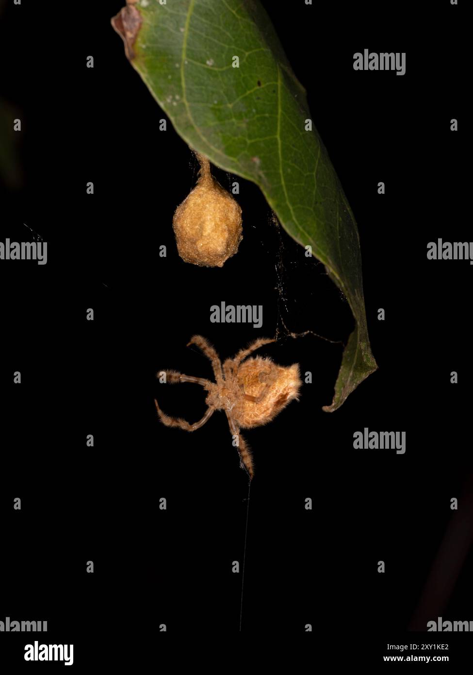 Orb Weaver Spider (Araneidae sp) hanging on web with nest of eggs, at ...