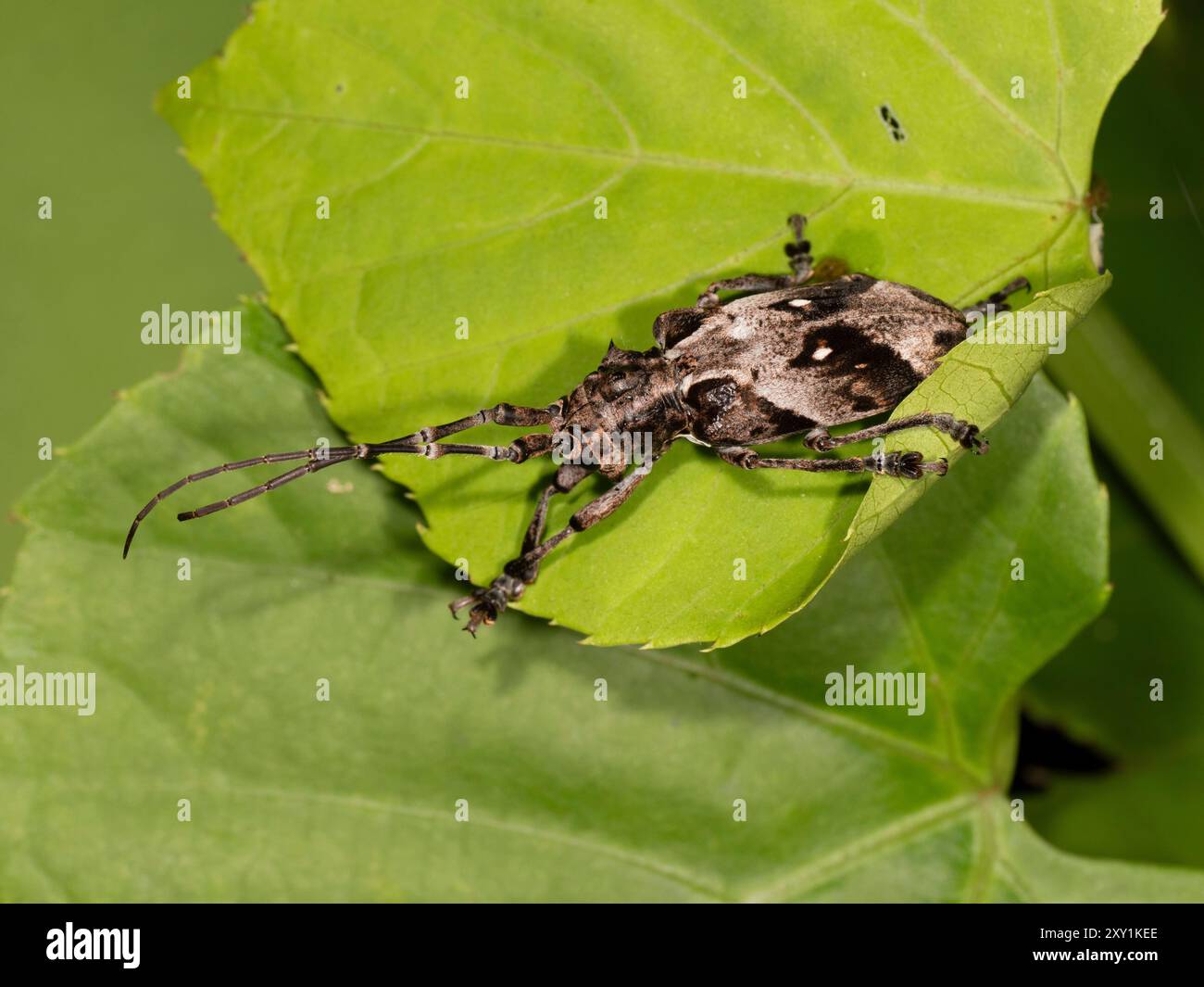 Long Horn Beetle ( Cerambycidae sp) on leaf at night, Mabira Forest ...