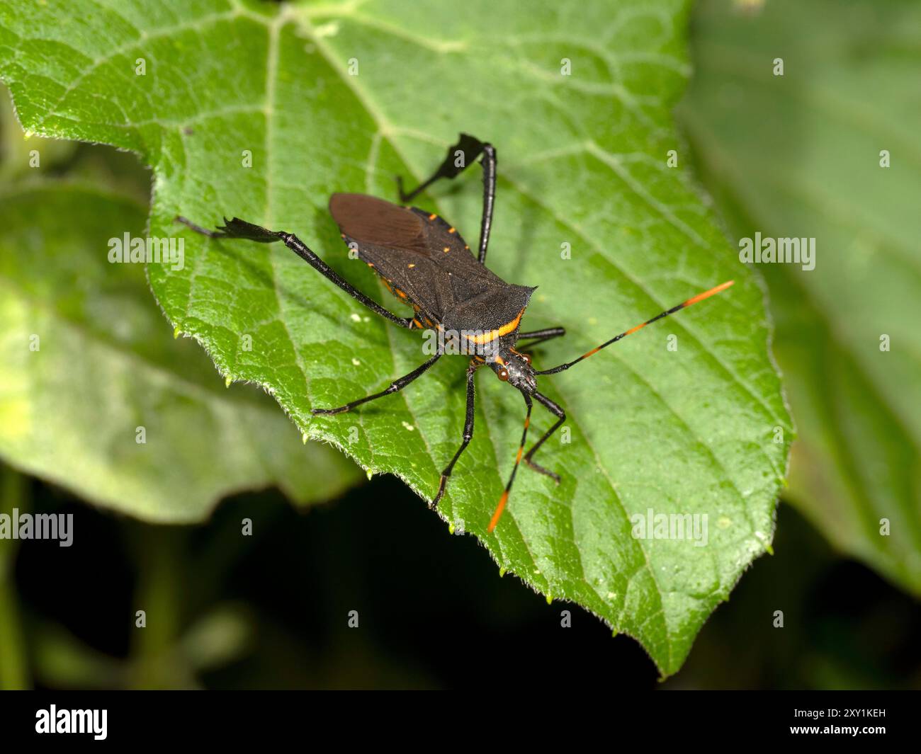 Assassin Bug (Platymeris sp) on leaf at night, Mabira Forest, Uganda ...
