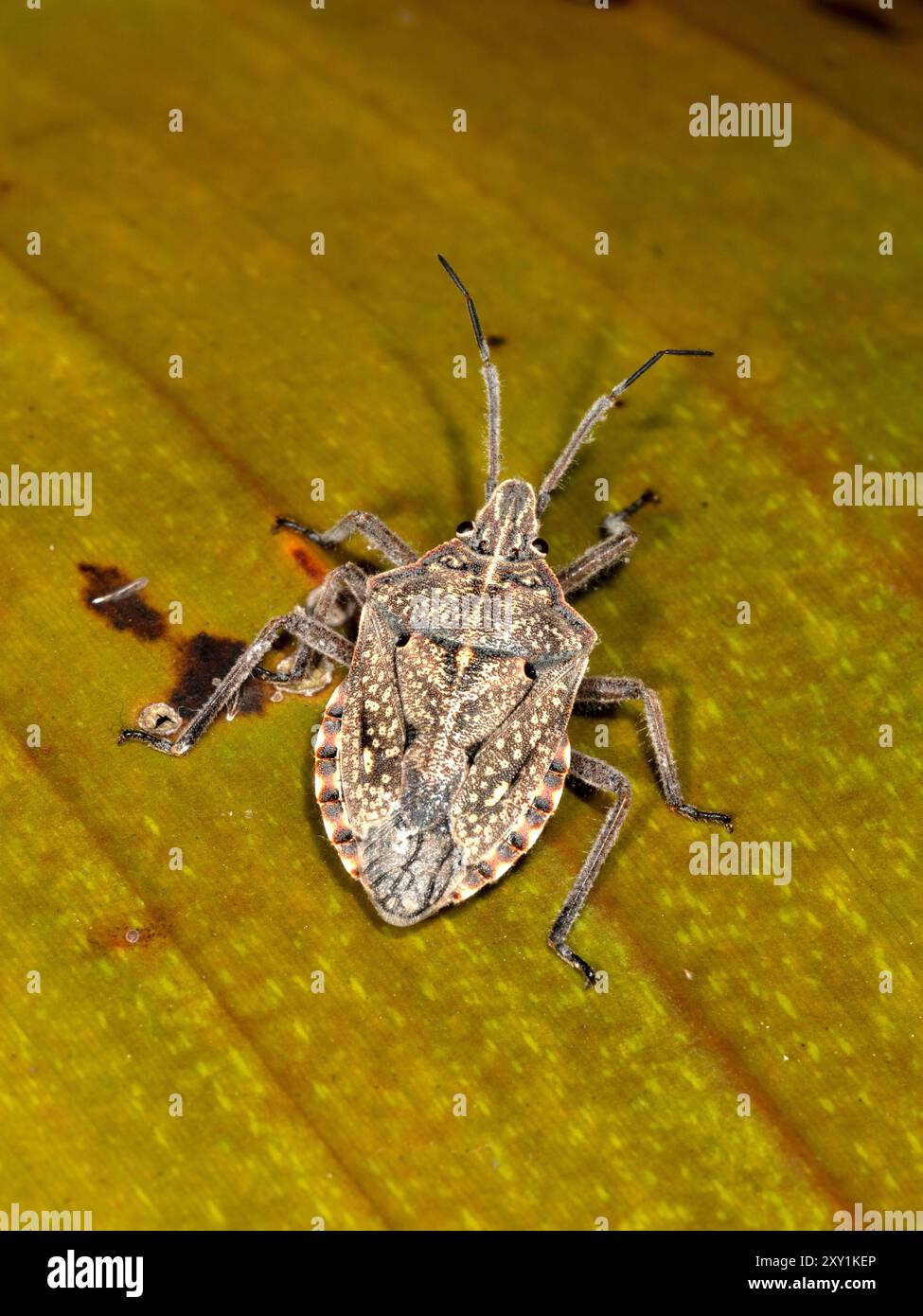Stink bug pentatomidae sp hi-res stock photography and images - Alamy