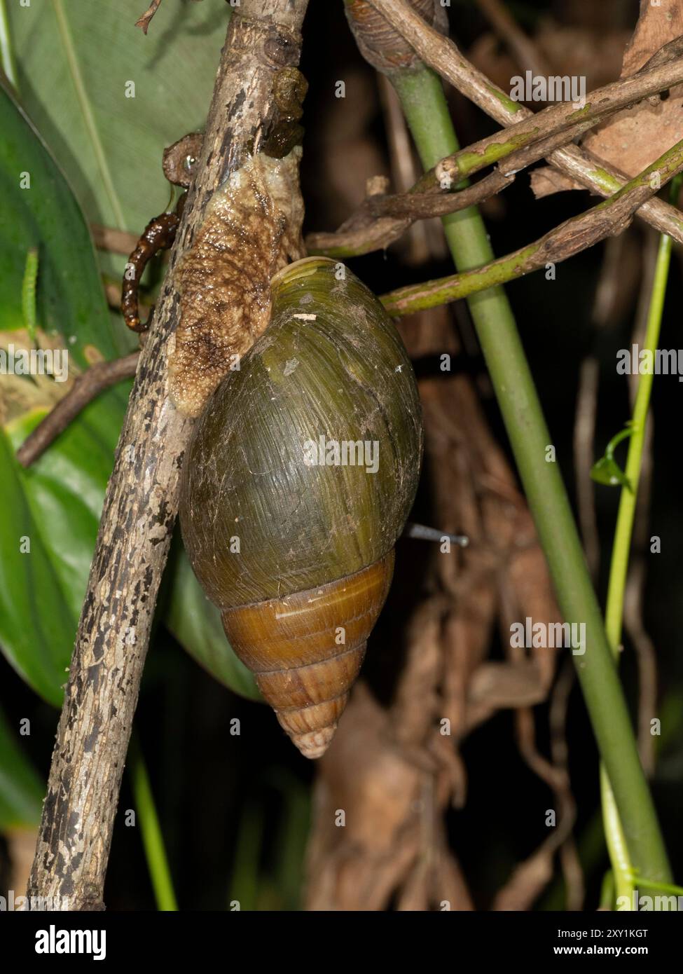 Giant African Land Snail (Lissachatina fulica ) Mabira Forest, Uganda ...