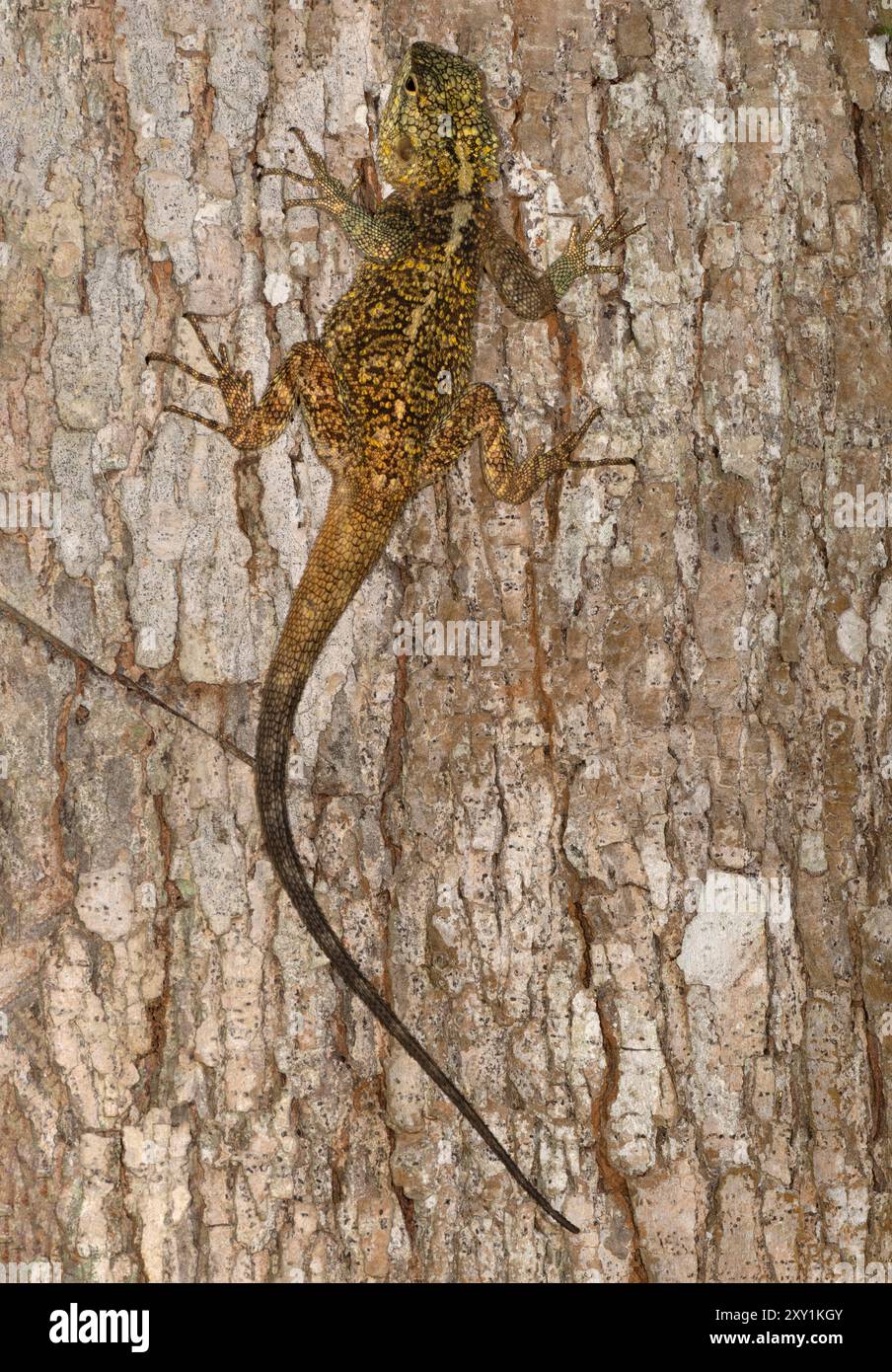 Black-Necked Agama or Southern Tree Agama (Acanthocercus atricollis ...