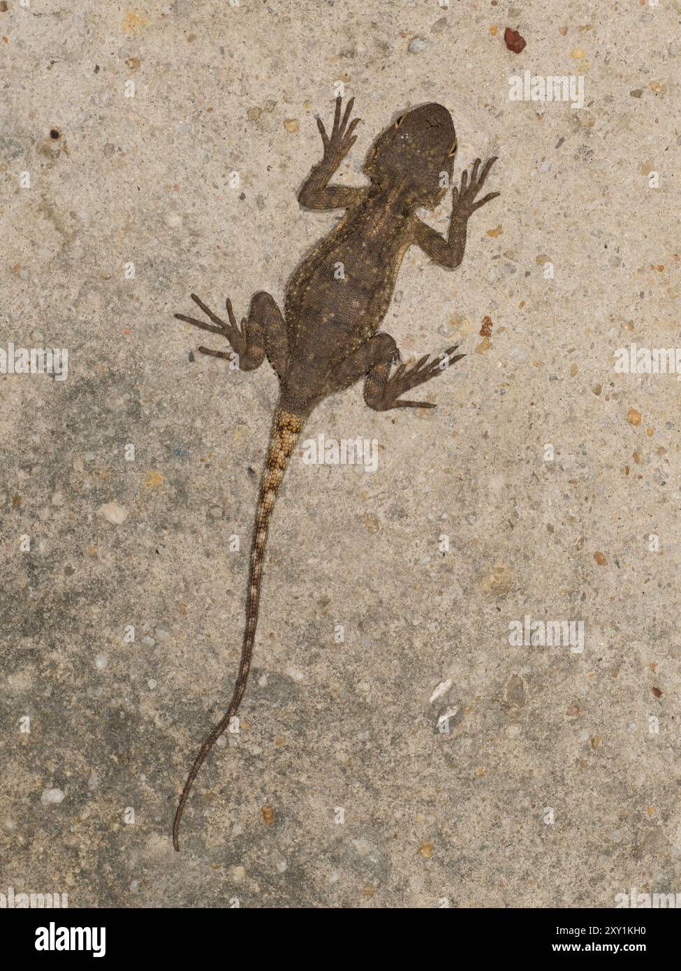 Common Agama Lizard (Agama agama) on wall at night, Mabira Forest ...