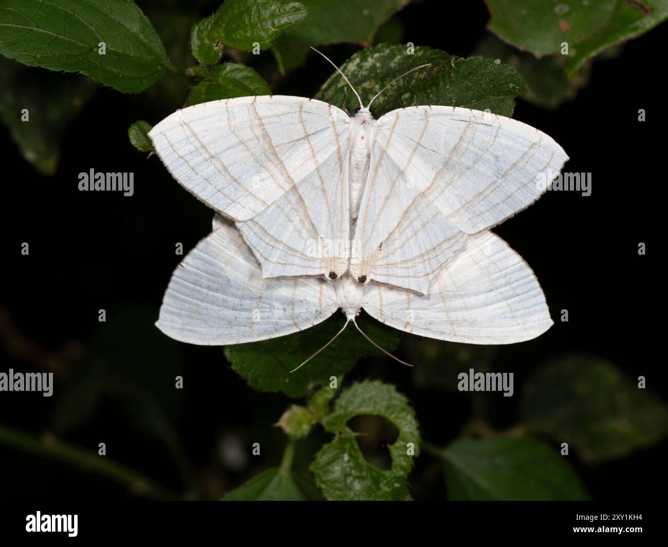 Swallowtail Moths (Geometridae sp) pair mating, at night, Mabira Forest ...