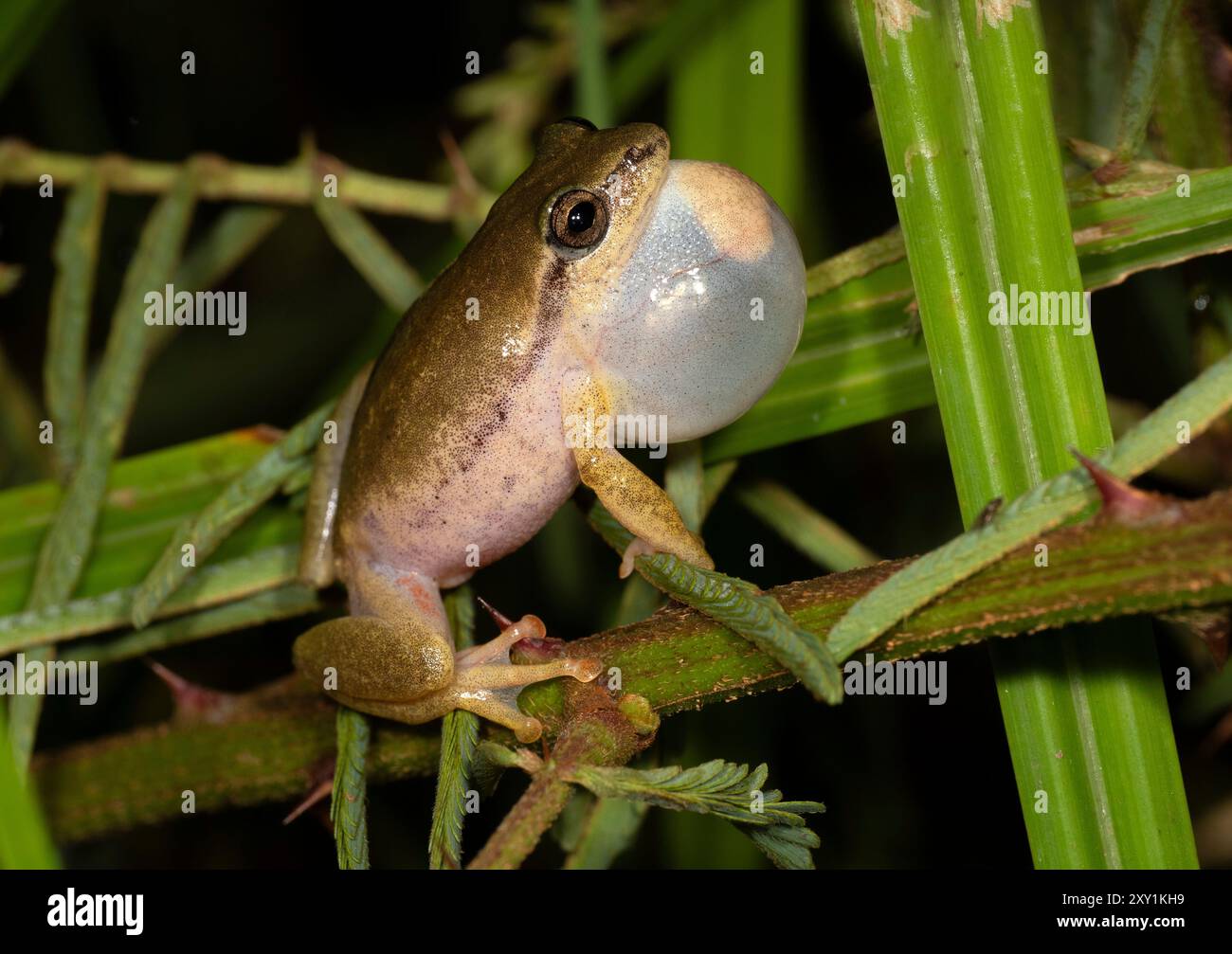 Painted Reed Frog (Hyperolius marmoratus) male calling, at night ...