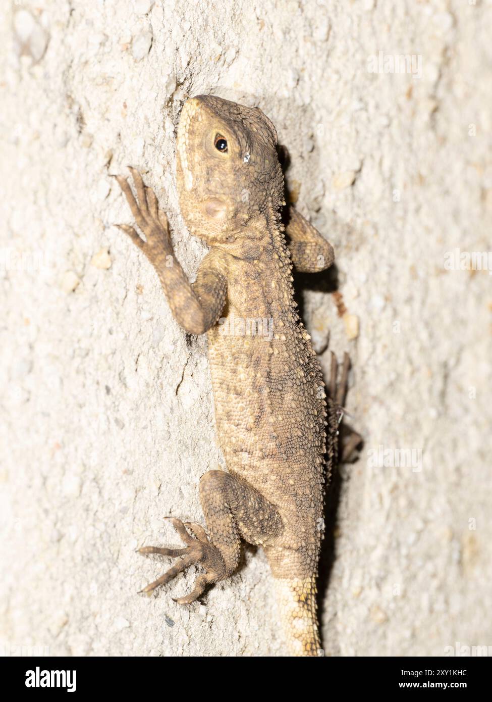 Common Agama Lizard (Agama agama) on wall at night, Mabira Forest ...