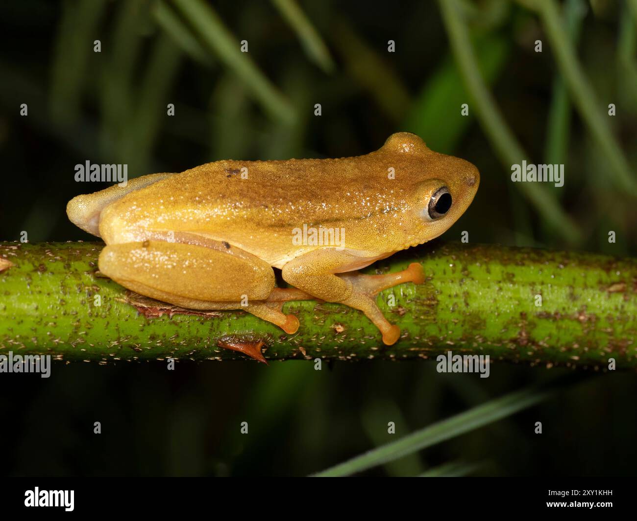 Painted Reed Frog (Hyperolius marmoratus) at night, Mabira Forest ...