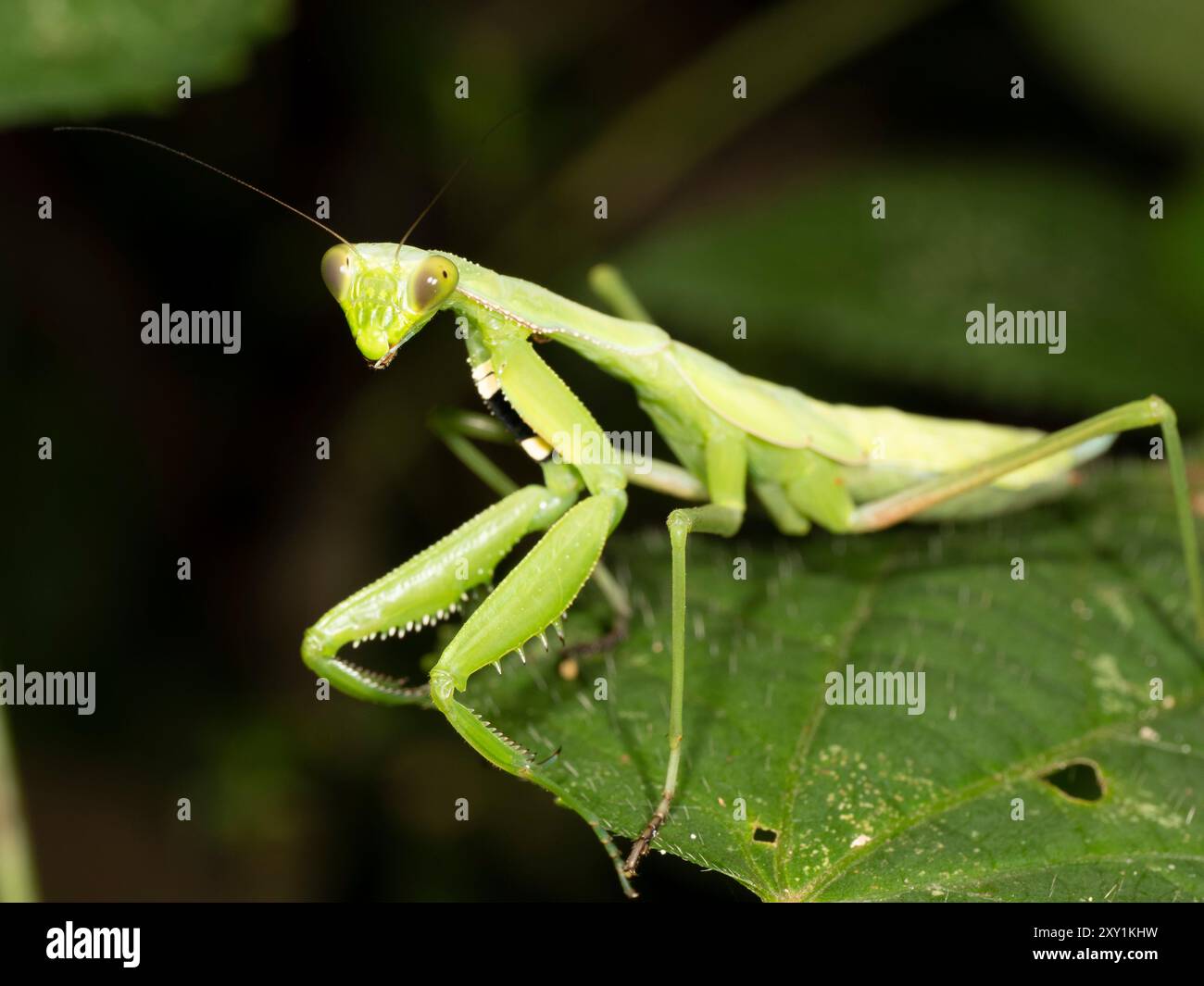 Green Mantis (Polyspilota aeruginosa) on leaft at night, Mabira Forest ...