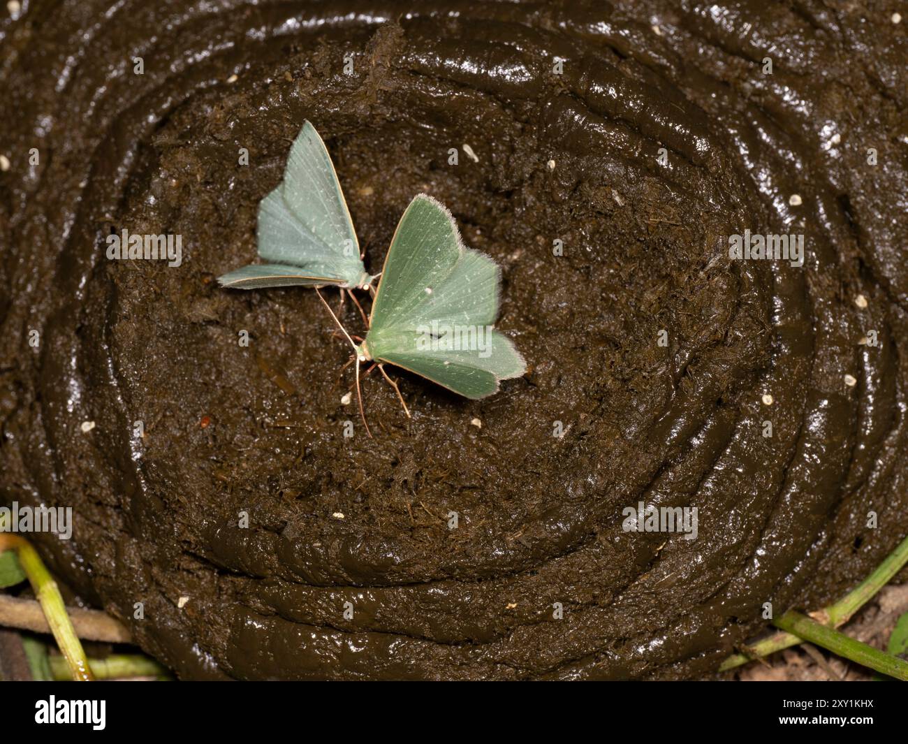 Dung moth hi-res stock photography and images - Alamy
