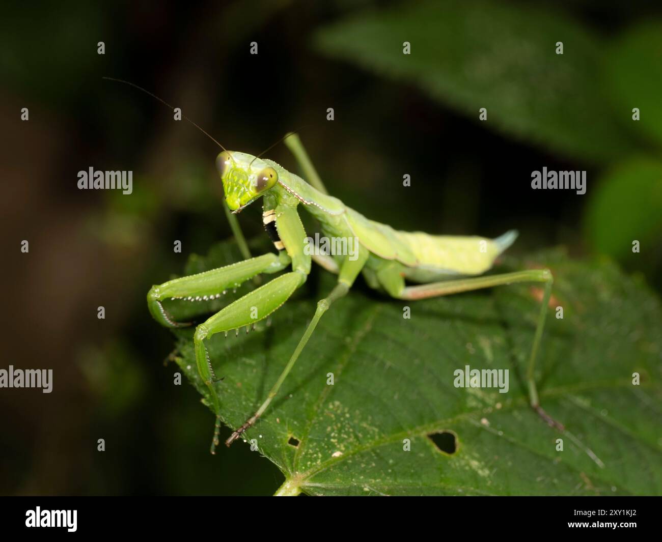 Green praying mantis climbing on hi-res stock photography and images ...