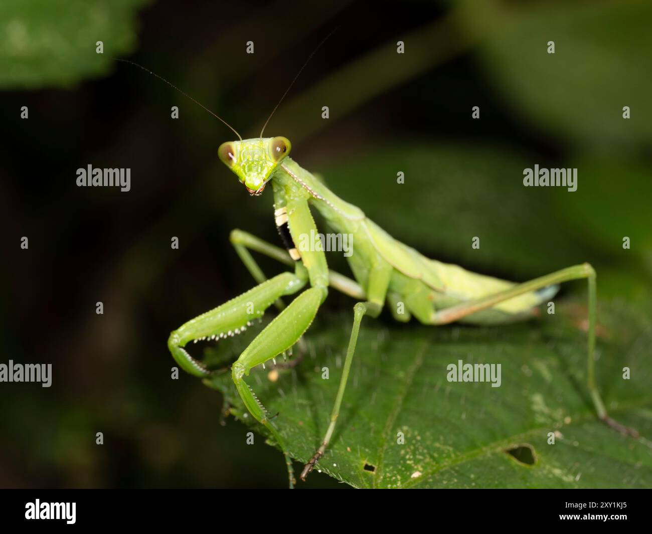Green Mantis (Polyspilota aeruginosa) on leaft at night, Mabira Forest ...