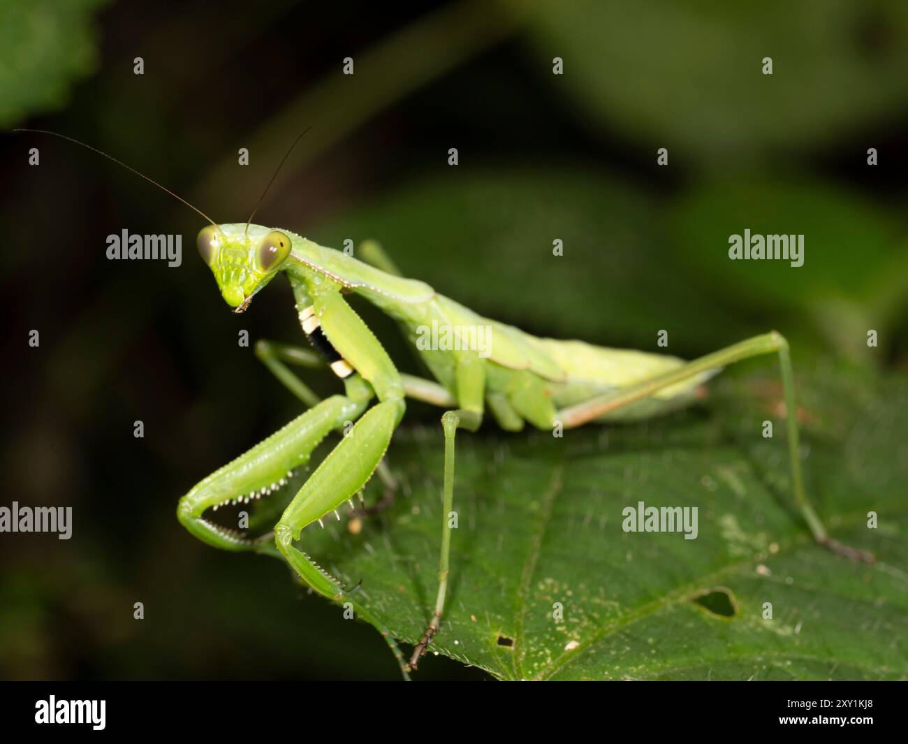 Green Mantis (Polyspilota aeruginosa) on leaft at night, Mabira Forest ...