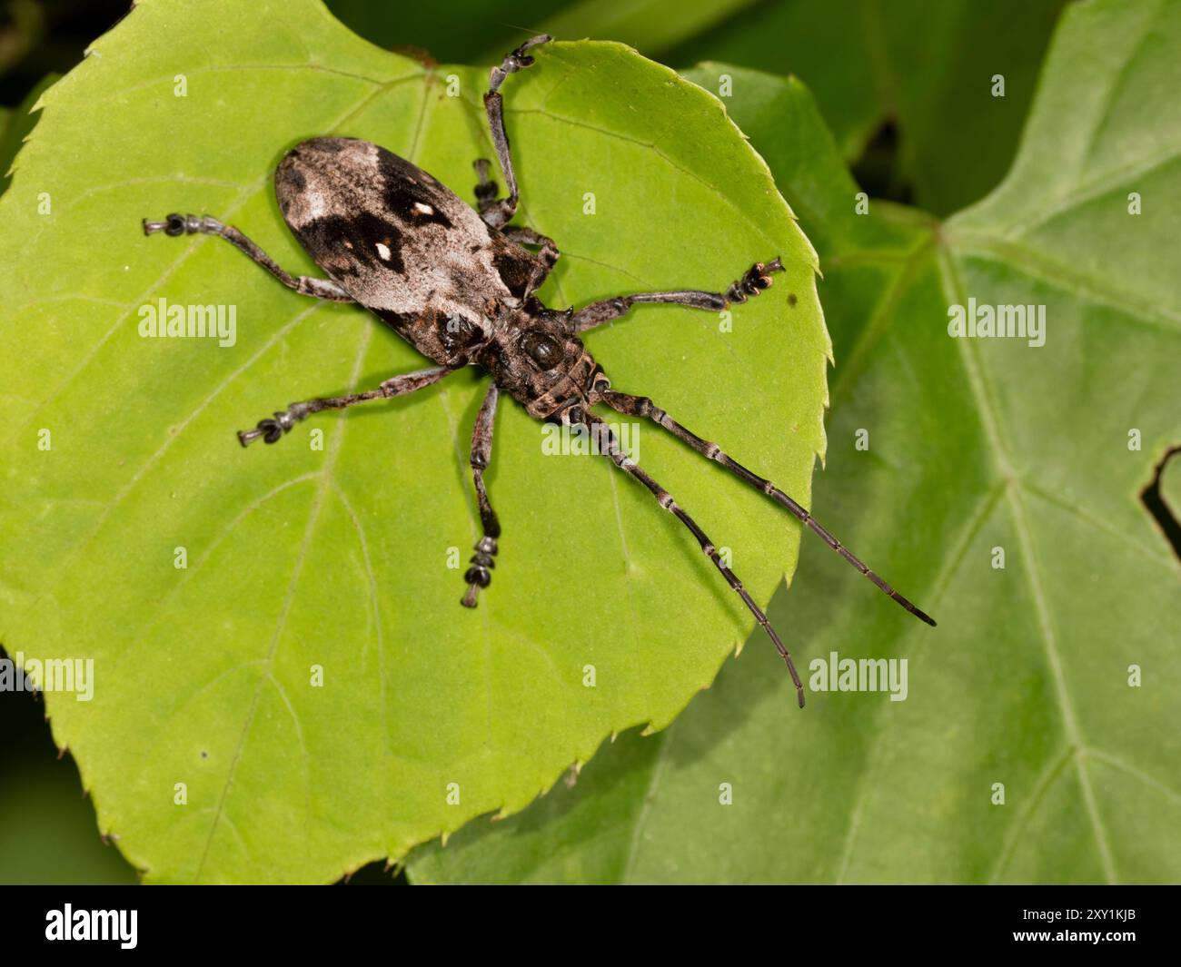Long Horn Beetle ( Cerambycidae sp) on leaf at night, Mabira Forest ...