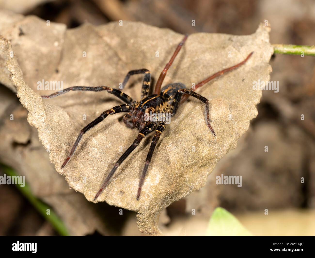 Wolf Spider (Lycosidae sp) on leaf on forest floor at night, Mabira ...
