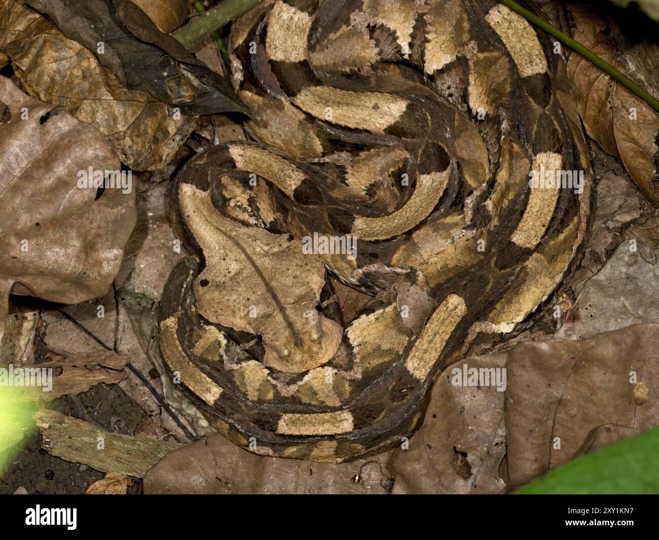Gaboon Viper Snake (Bitis gabonica) camouflaged in tree trunk, on ...