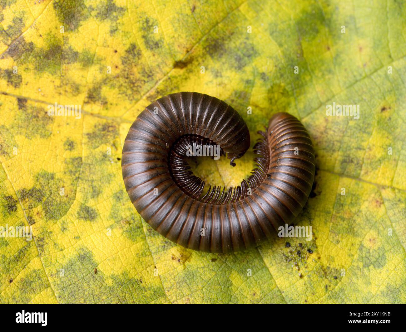Millipede curled up on leaf (Diplopoda sp) Mabira Forest, Uganda Stock ...