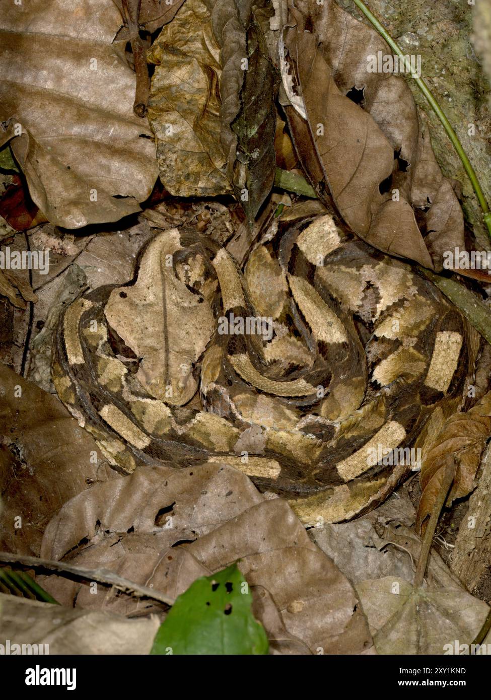 Highest venemon hi-res stock photography and images - Alamy