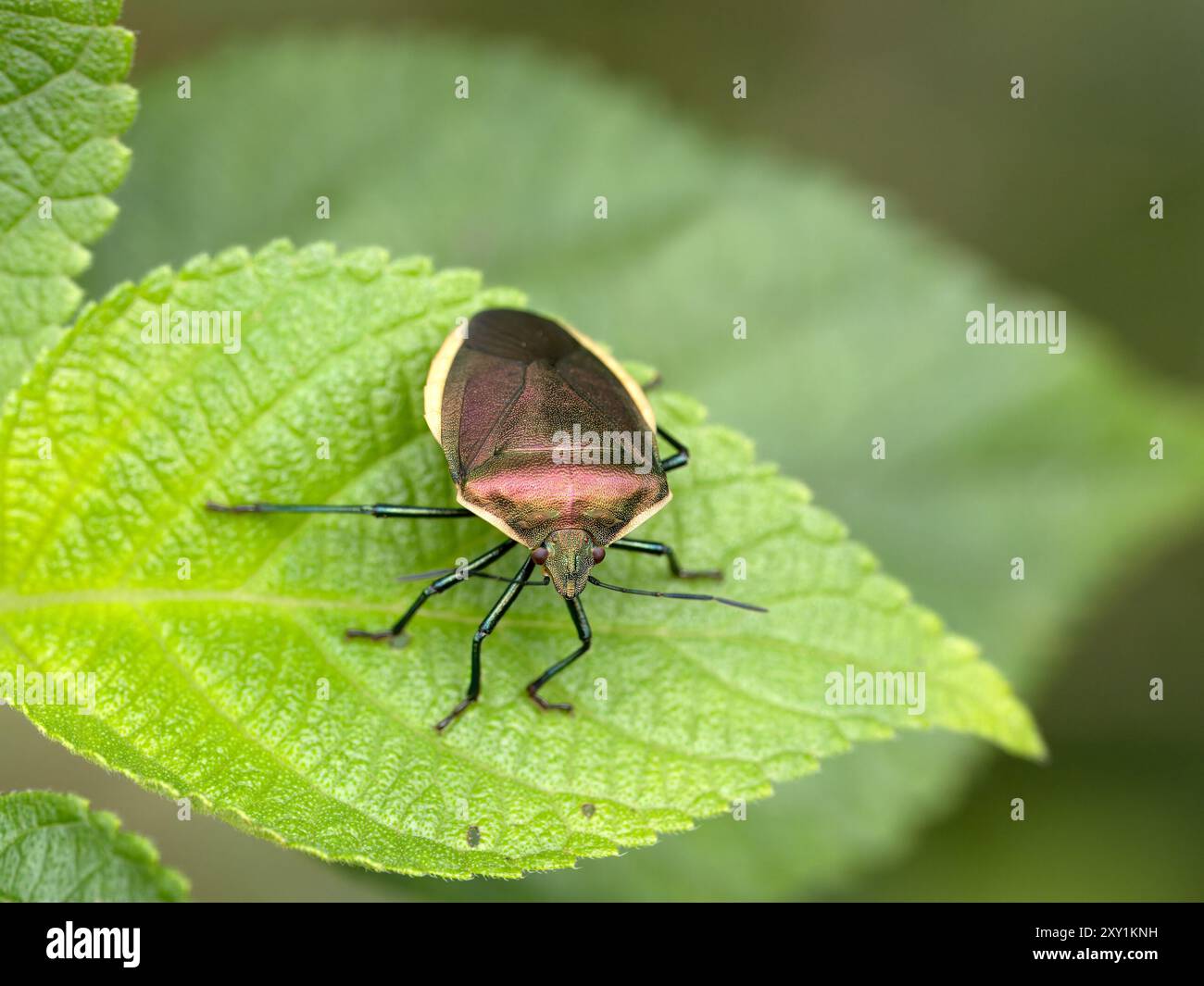 Pentatomidae sp hi-res stock photography and images - Alamy