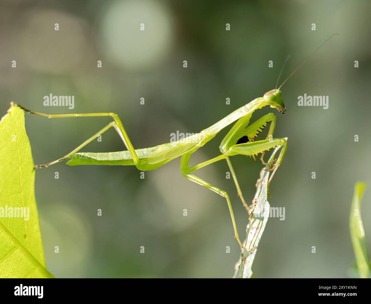 Green Mantis (Polyspilota aeruginosa) Mabira Forest, Uganda Stock Photo ...