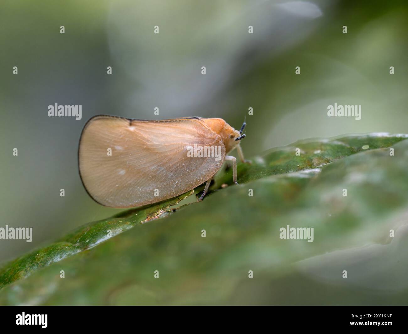 Leaf Hopper (Cicadellidae sp) on leaf, Mabira Forest, Uganda Stock ...