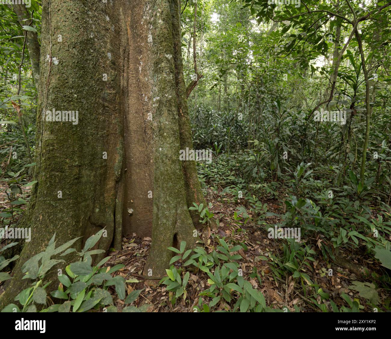 Rainforest tall tree hi-res stock photography and images - Alamy