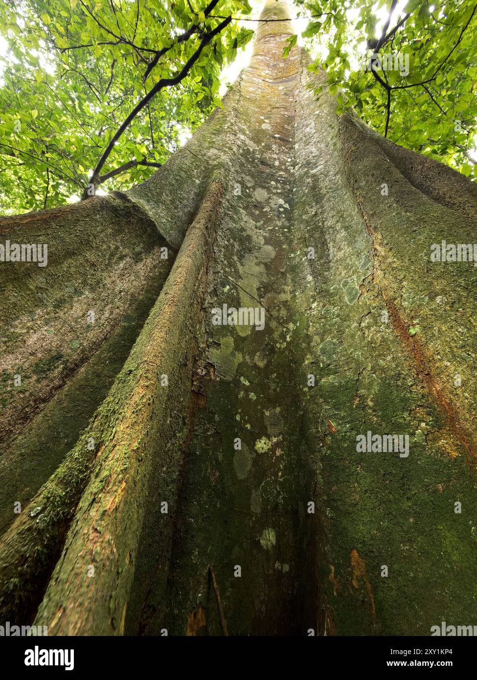 Rainforest tall tree hi-res stock photography and images - Alamy