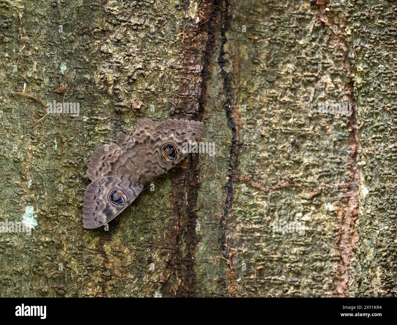 Common Owl Moth (Erebus macrops) camouflaged on tree trunk, Mabira ...