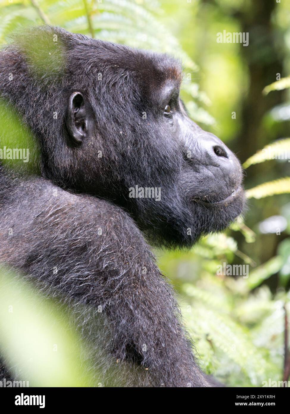 Gorilla Face From The Side