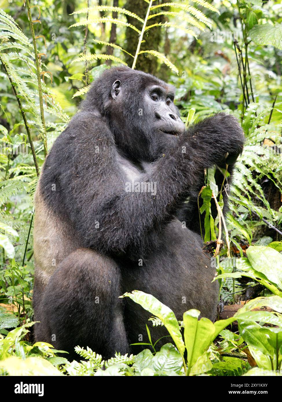 Mountain Gorilla (Gorilla beringei beringei) Katwe Gorilla Group ...